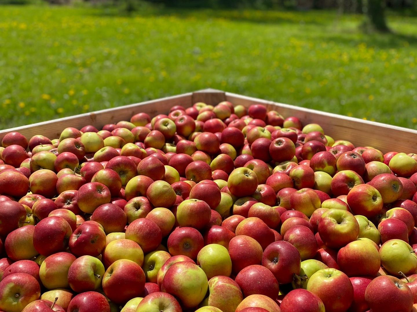 Galerie – Labiau Presse